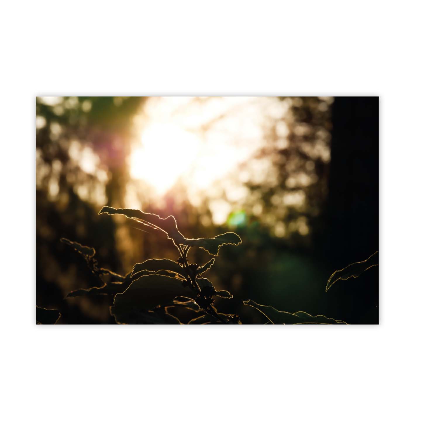 Sonnenuntergang im Wald-JE – Postertex GmbH