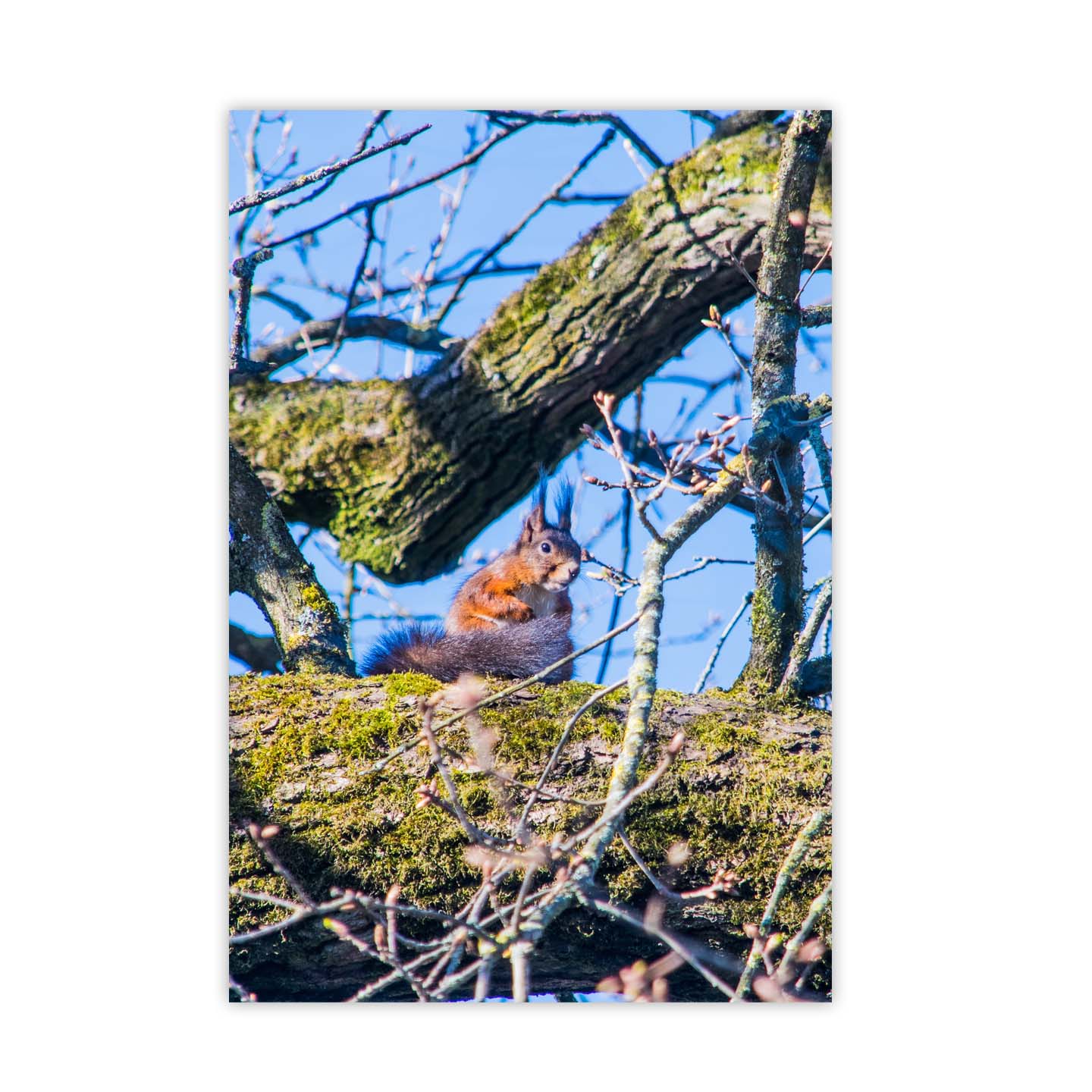 Eichhörnchen – Postertex GmbH