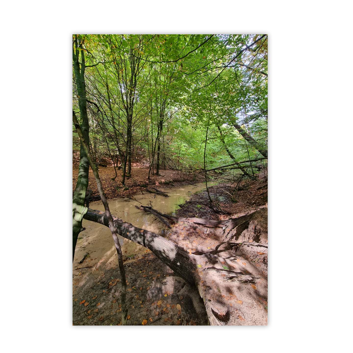 Wald – Postertex GmbH