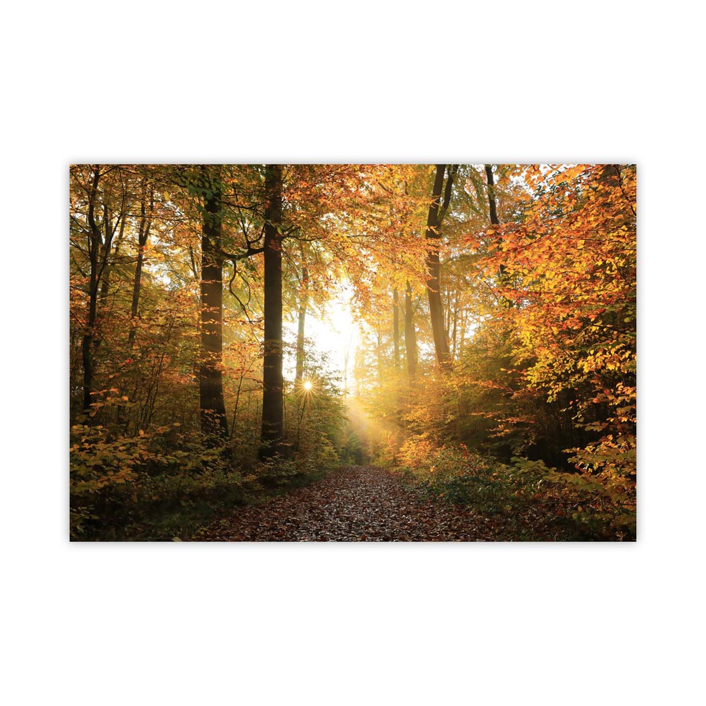 Wald Sonnenuntergang – Postertex GmbH